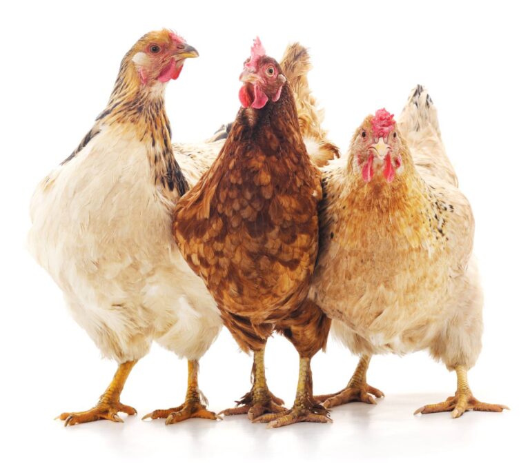 Chicken Society—Are Chickens Social Animals? - Backyard Poultry